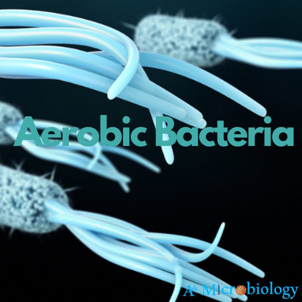 Aerobic bacteria | Ask Microbiology