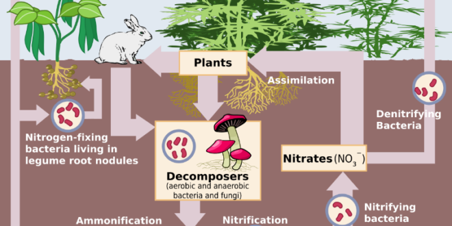 Nitrifying bacteria convert? | Ask Microbiology