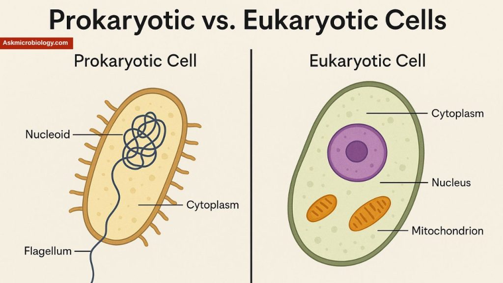 Prokaryotic vs Eukaryotic Cells (for Microbiology): Side-by-Side with ...